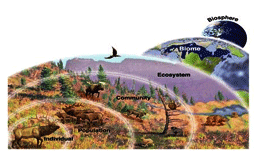 Ekosistem dan Beberapa Ekosistem - Biologisites