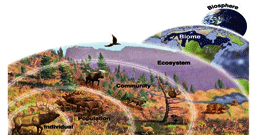 Ekosistem dan Beberapa Ekosistem - Biologisites