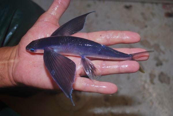 Pez volador (Exocoetidae)