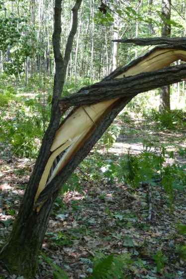 Life in the Swamp: 2013