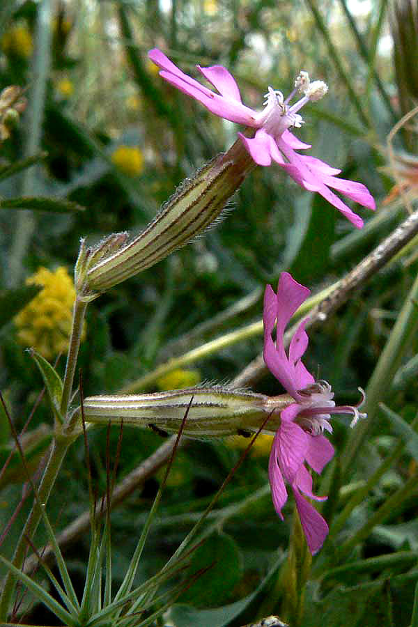Wildflowers of Andalucia: Silene colorata