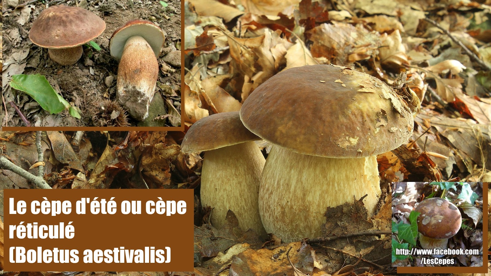 Les cèpes: le cèpe d'été (Boletus aestivalis)
