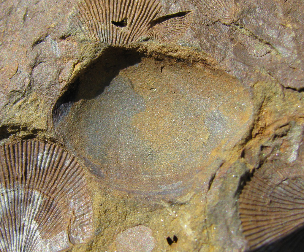 Views of the Mahantango: Hash plate from the Mahantango formation of ...