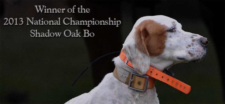 Living with Birddogs: Shadow Oak Bo wins 2013 National Championship
