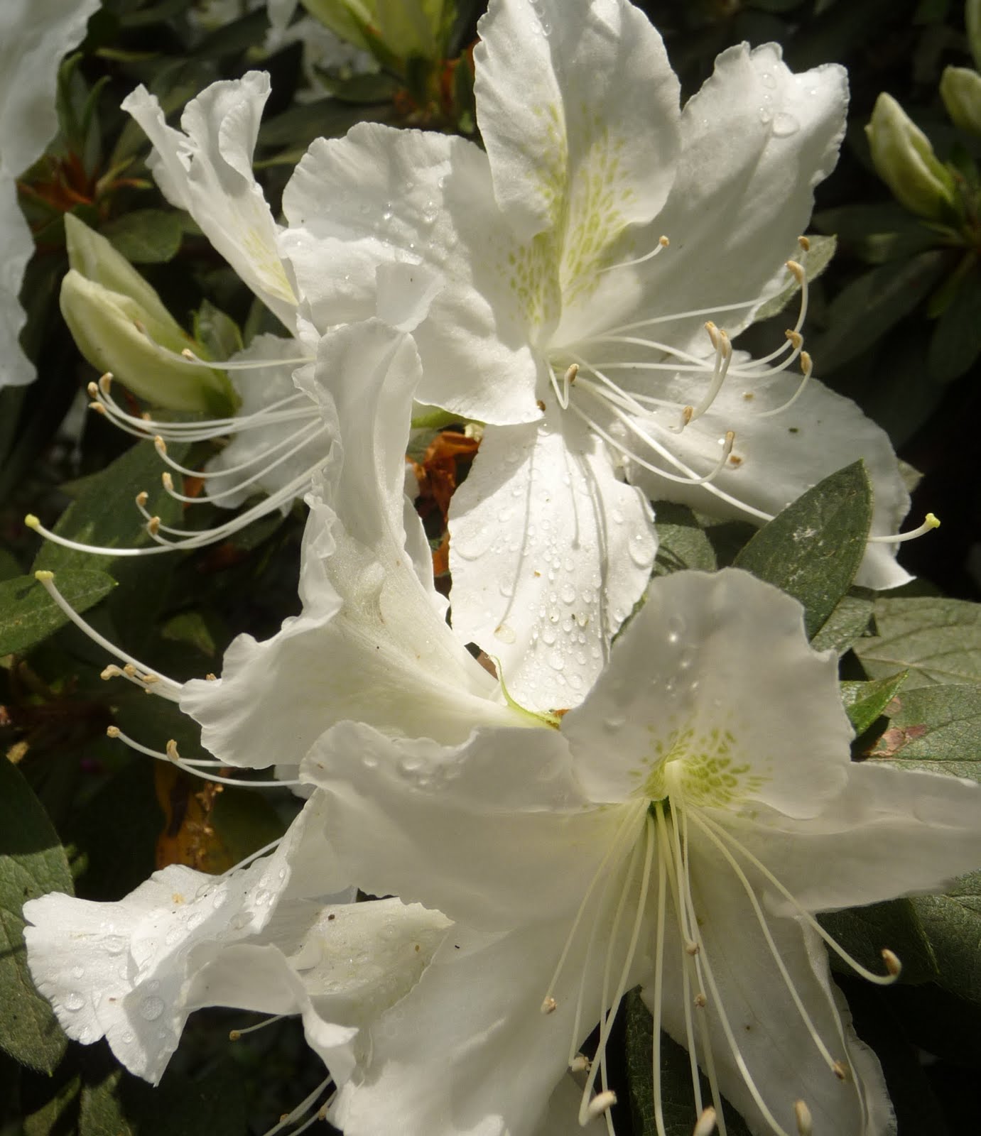 Kathy Dunham - Artist & Photographer: White Rhododendrons