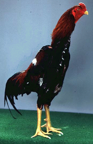 Tierra de Aves: Shamo, O-Shamo. Shamo