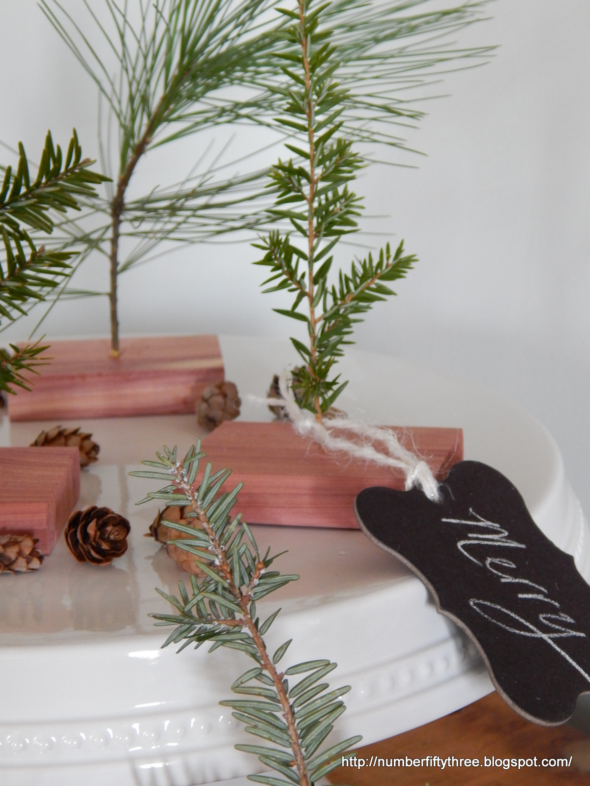 Number Fifty-Three: Mini Cedar & Pine Trees