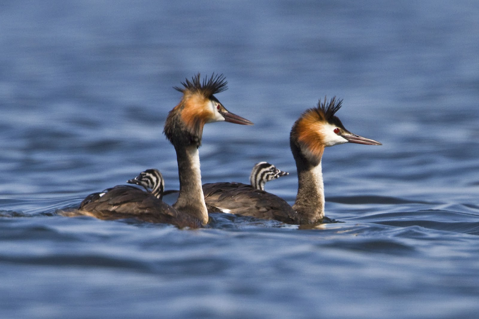 PETER'S PORTFOLIO..............Bird & Wildlife Photography: Great ...