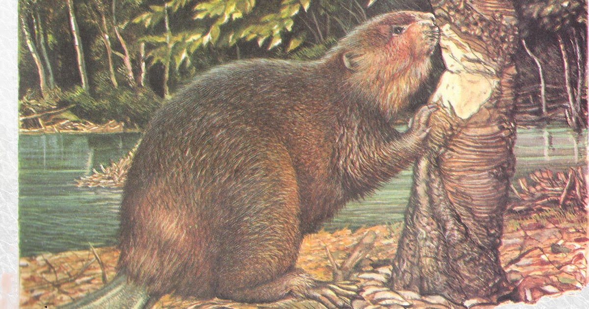 Zoológico Virtual do Koba: Castor Europeu