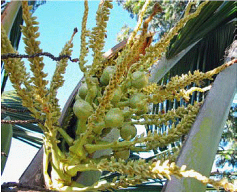 Gundhramns Hammer: ACEITE DE COCO: UNA MARAVILLA DE LA NATURALEZA