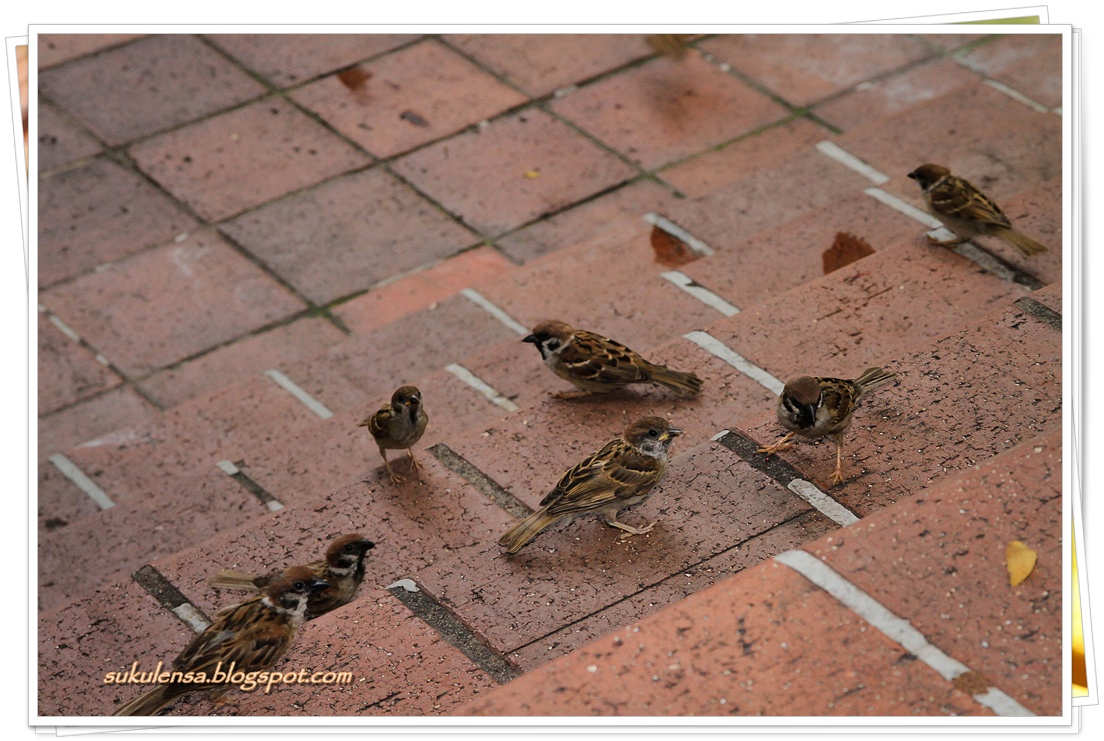 SUKULENSA: All about Nature