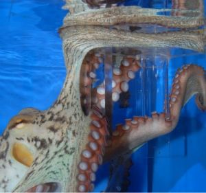 Everything Octopus: Octopuses Capable of Hand-Eye Coordination