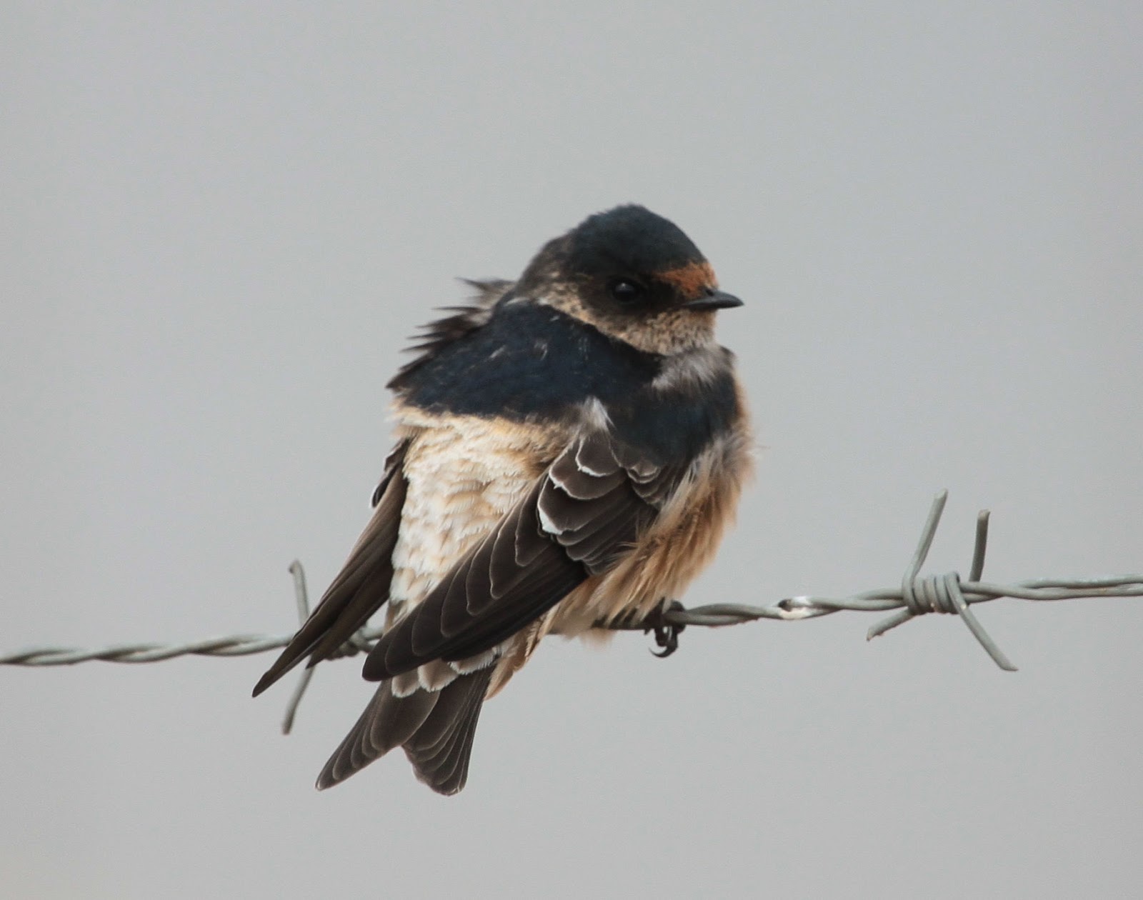 Richard Waring's Birds of Australia: Tree Martins, Red-tailed Black ...