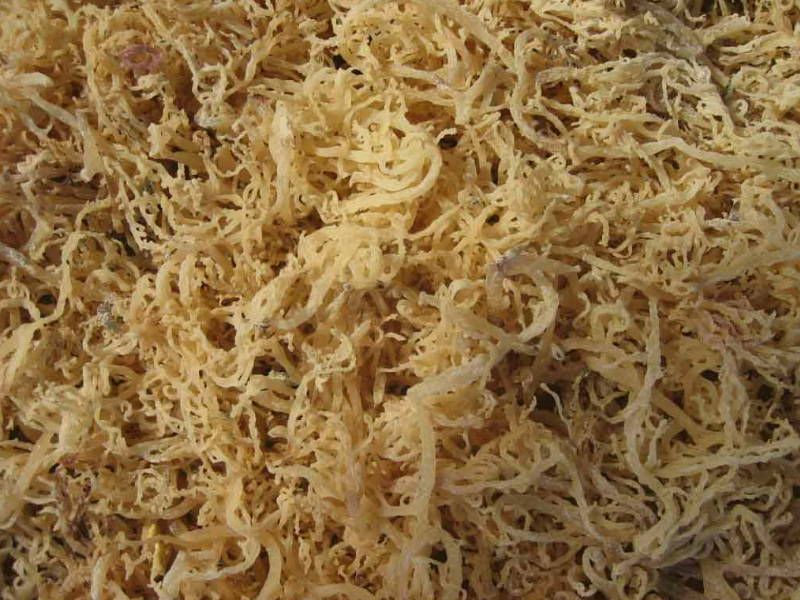 rumput laut madura | jual rumput laut | usaha rumput laut | rumput laut ...