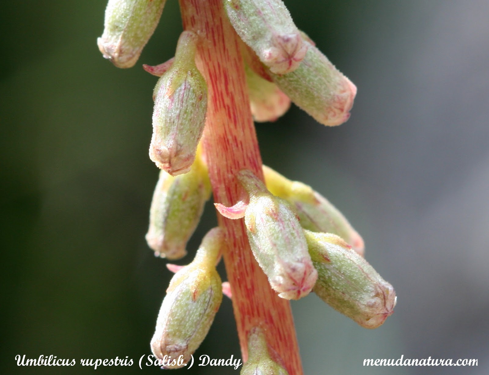 Menuda Natura: Umbilicus rupestris (Salisb.) Dandy