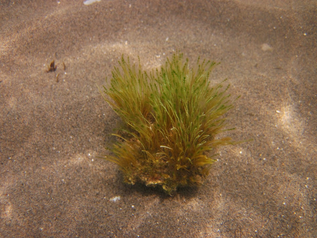 Mar Menor. Enclave natural de la Comunidad de Murcia. La laguna salada ...