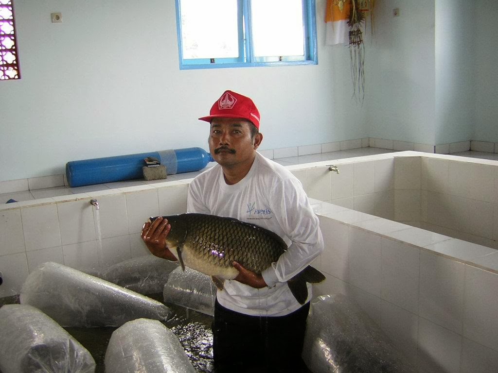 Jayalah Perikanan dan Kelautan Indonesia: Budidaya Ikan Karper