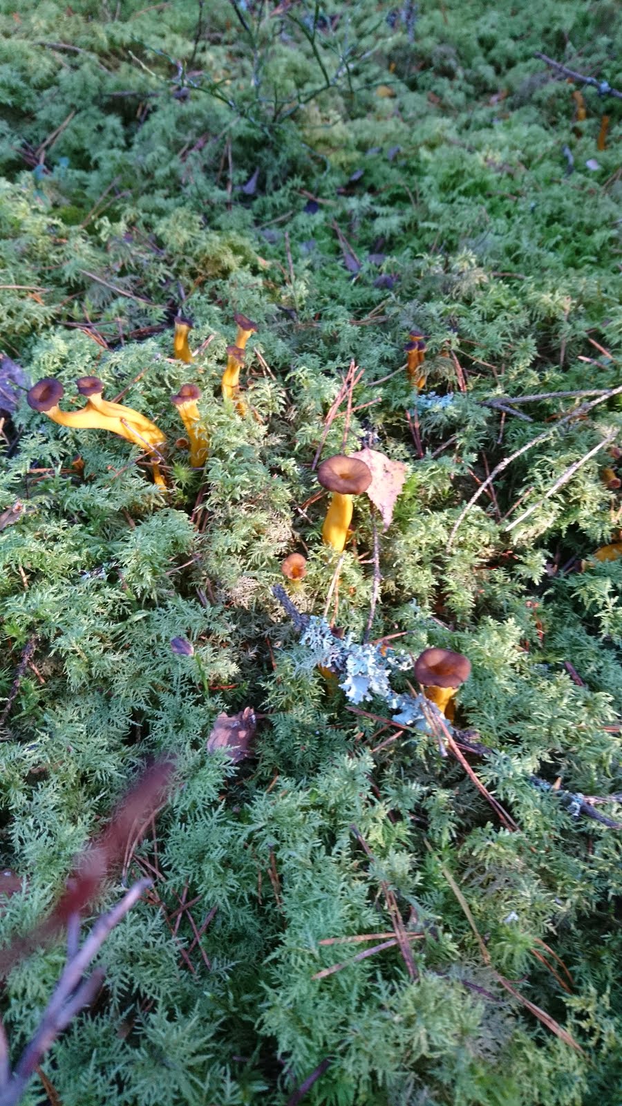 päikesetoit: Päikesega metsas - seened oktoobris.