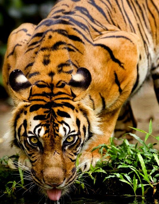 Animals: Tigre del Bengala