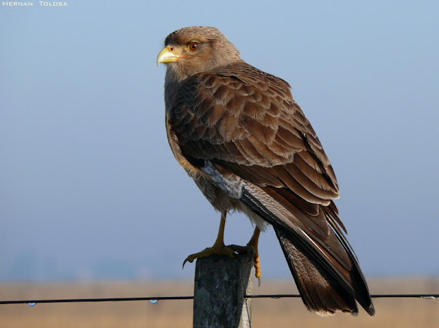 Aves de Argentina: Chimango (Milvago chimango)