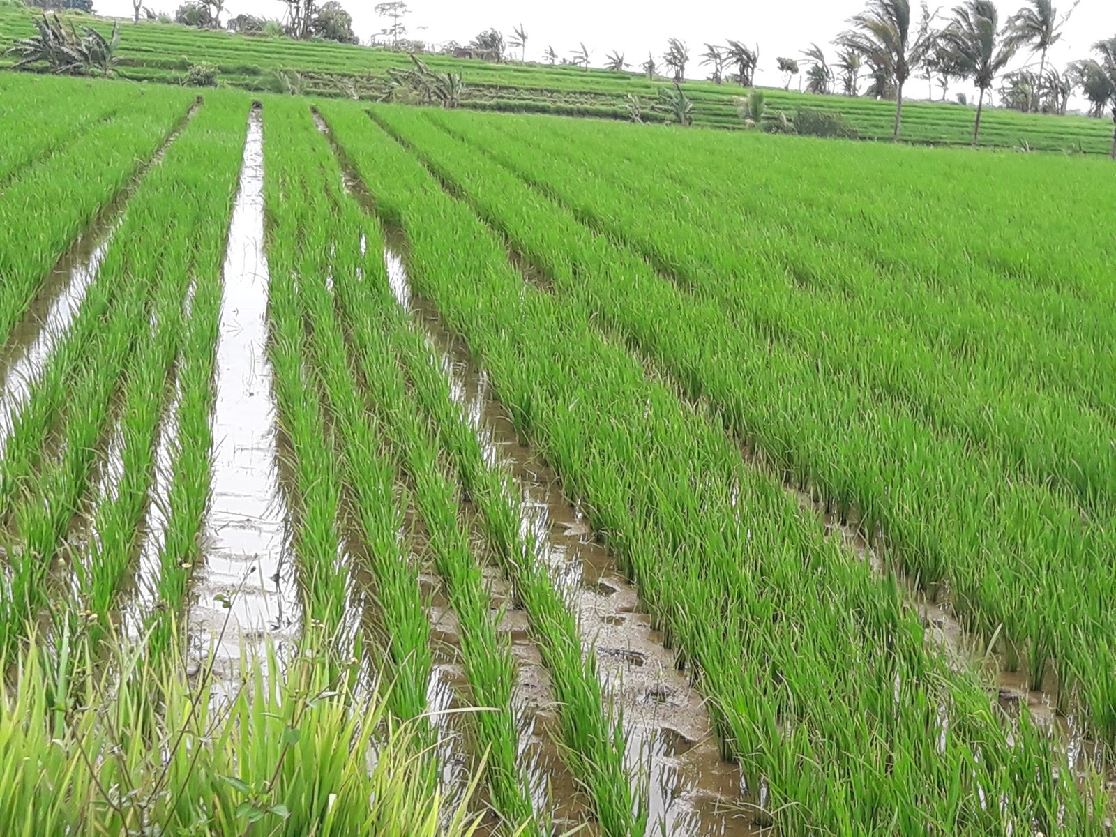 Perbaikan Cara Tanam Padi dengan System Rice Intensification (SRI)