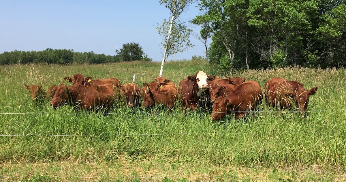Humane Beef for Humans: Beef Flavour Notes