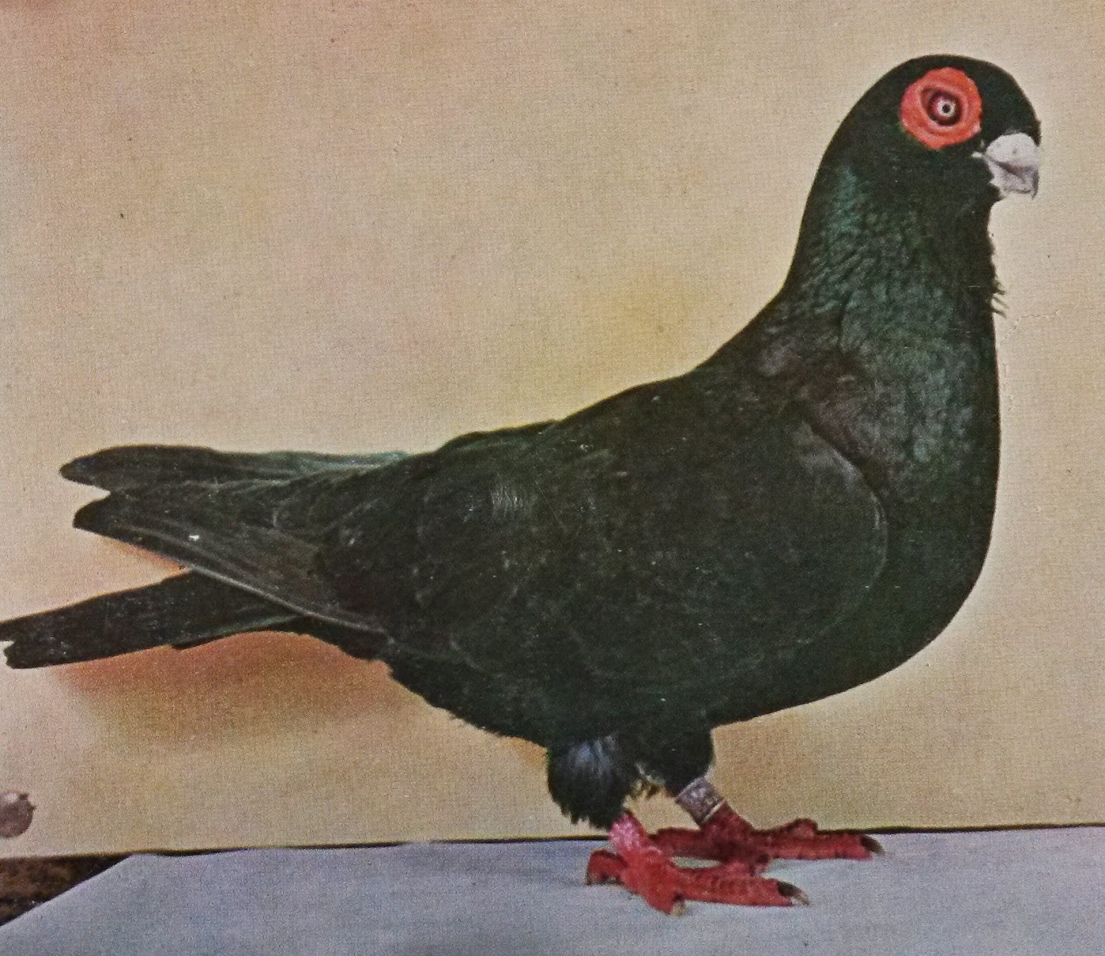 Spanish Barb Origin Description Size Ornaments Colors Comment and ...