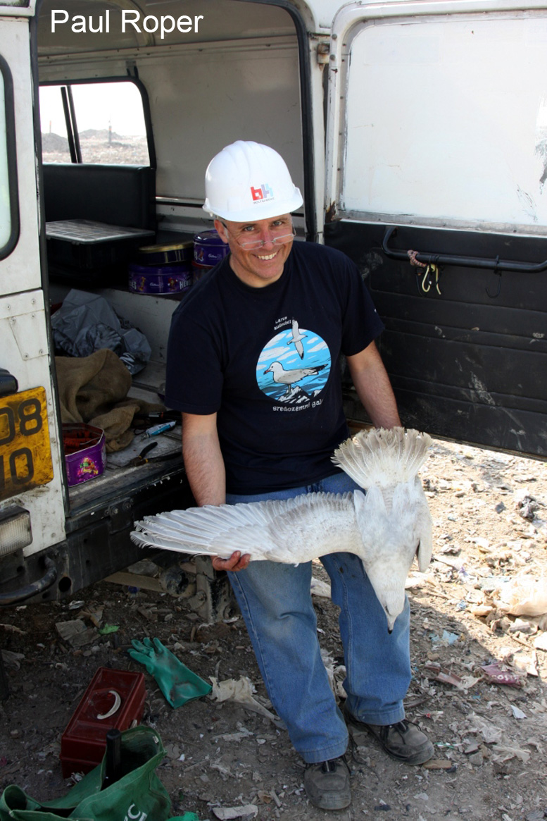 Guía de campo los pajareros de España y de Europa: Paul Roper