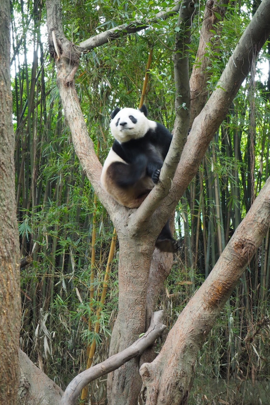 Kee Hua Chee Live!: AMBER CHIA BRINGS HER PARENTS CHIA HUN POY AND CHUA ...