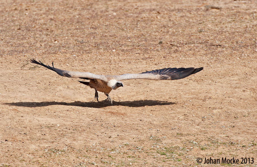 Johan Mocke Photography: Kgalagadi (2) Birds