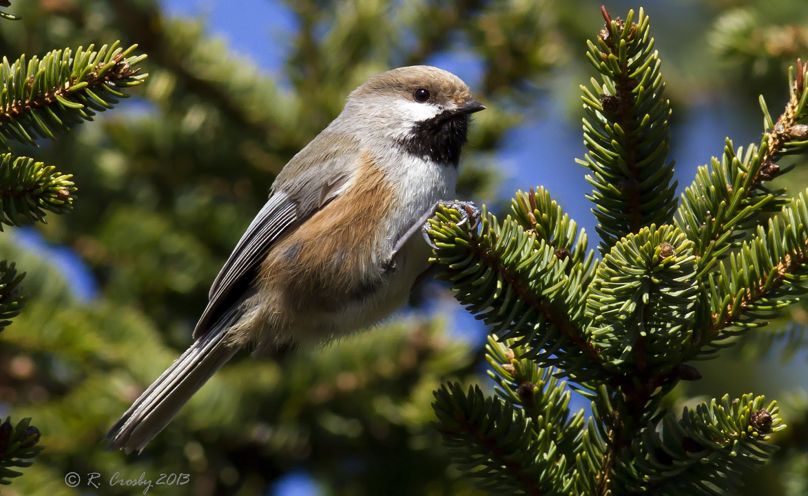 South Shore Birder: Boreal Chickadee
