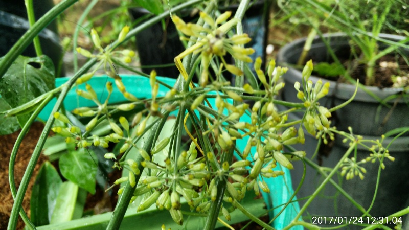 Jintan manis (fennel)