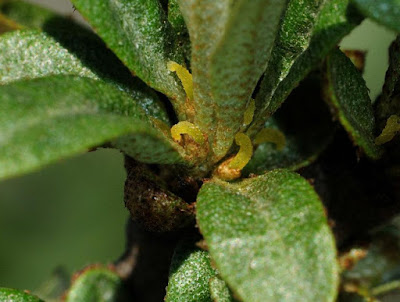 Το ελιξίριο όλων των παθήσεων! Από ένα φυτό που είναι από τα αρχαιότερα ...