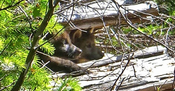 White Wolf : Meet Oregon Famous Wandering Wolf's First Pups (EXCLUSIVE ...