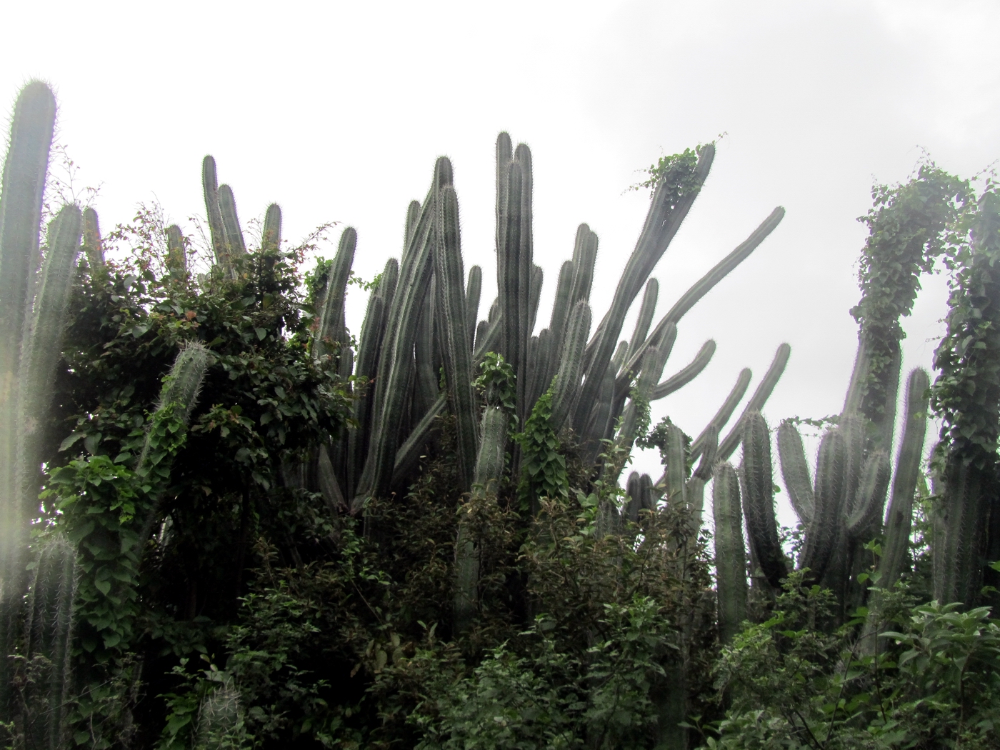 Hiking Curaçao - Flora and Fauna: Cacti of Curaçao