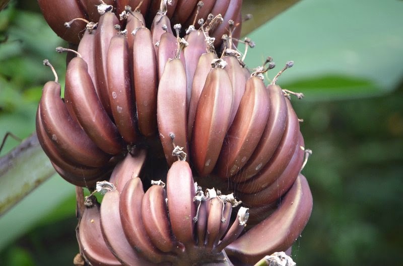 FLORACIONES EN MÁLAGA Y MÁS: Flora ornamental de Panamá y Costa Rica