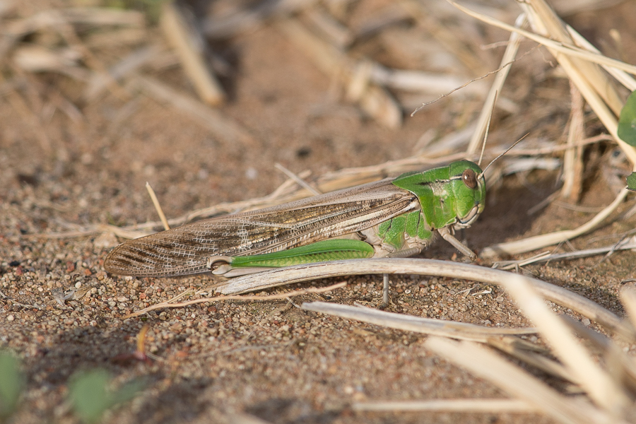 Birds of Saudi Arabia: Migratory Locust - Haradh