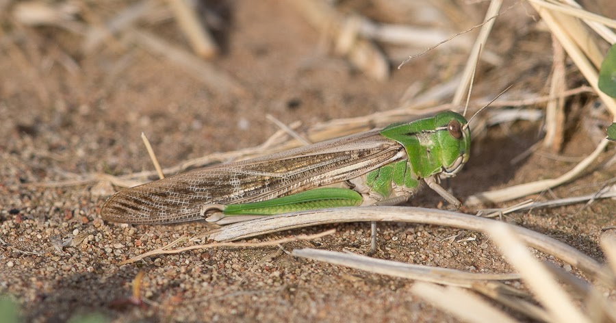 Birds of Saudi Arabia: Migratory Locust - Haradh
