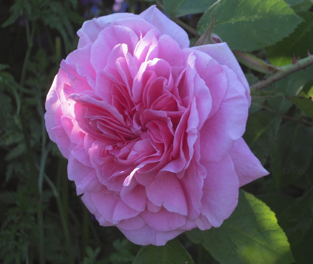 Rosen Eventyret: Gertrude Jekyll
