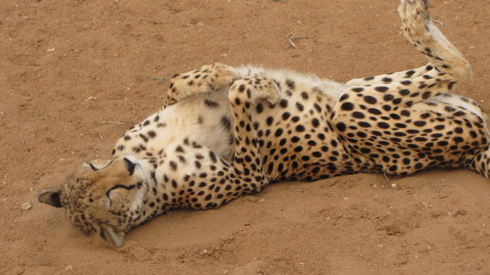 Taylor Walters Denyer: Family Fun in Djibouti Part II: Decan Wildlife ...