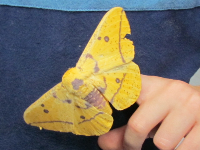 Colombia más que biodiversidad: algunos insectos