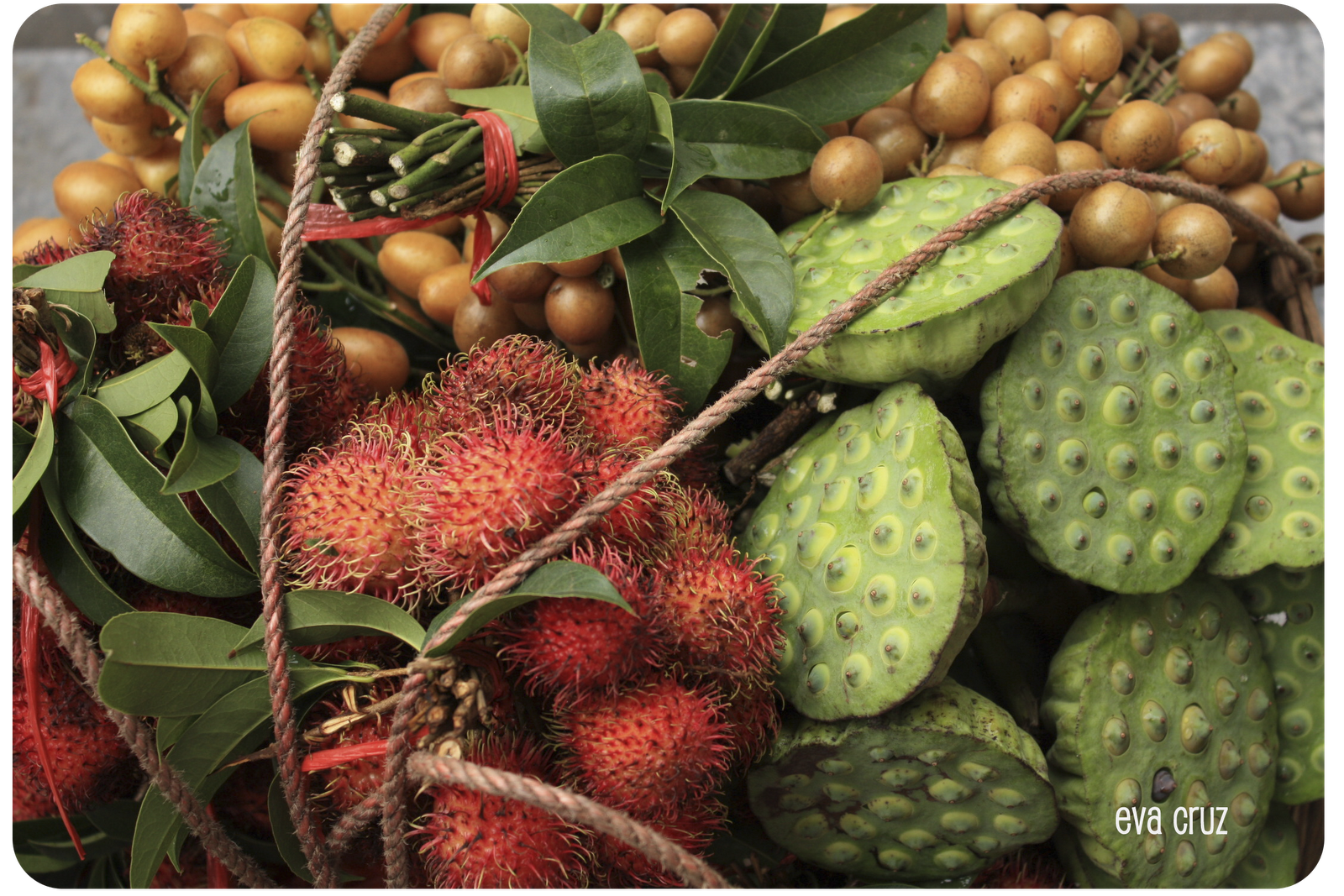 Where is my sister: FRUTAS