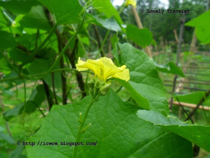 Jhinga Ful(ঝিঙে ফুল) - Luffa acutangula