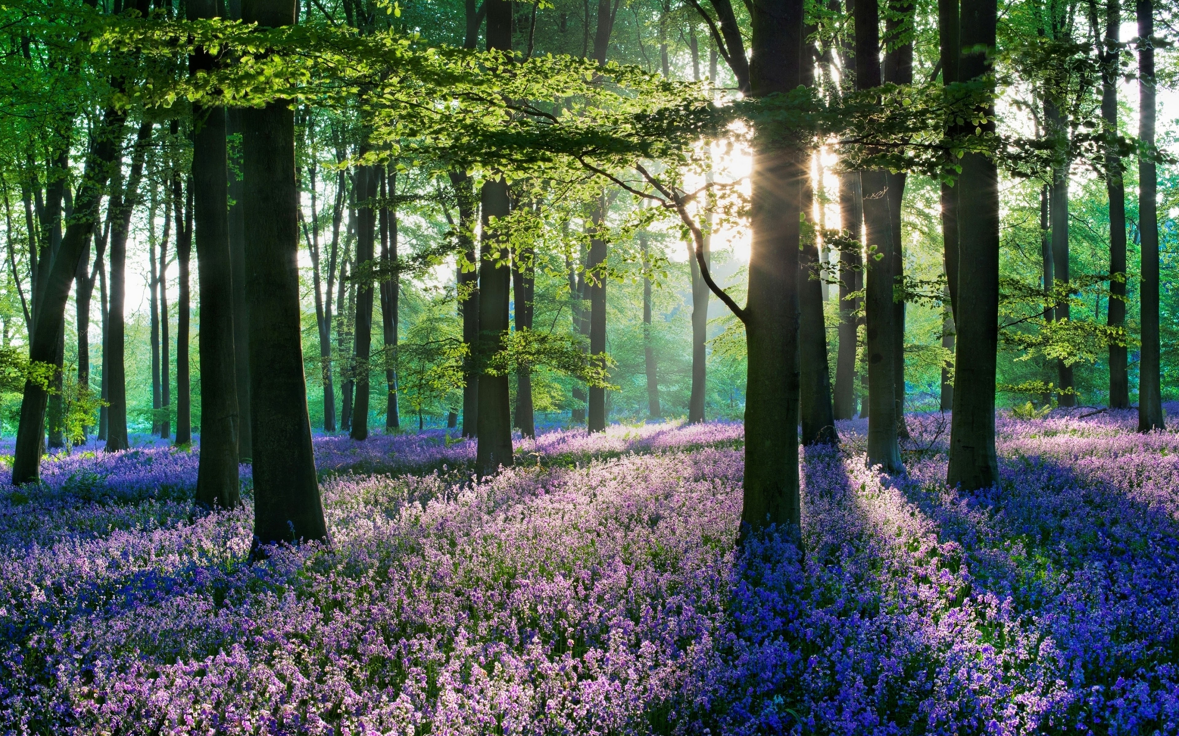 Spring Forest Wallpaper Widescreen