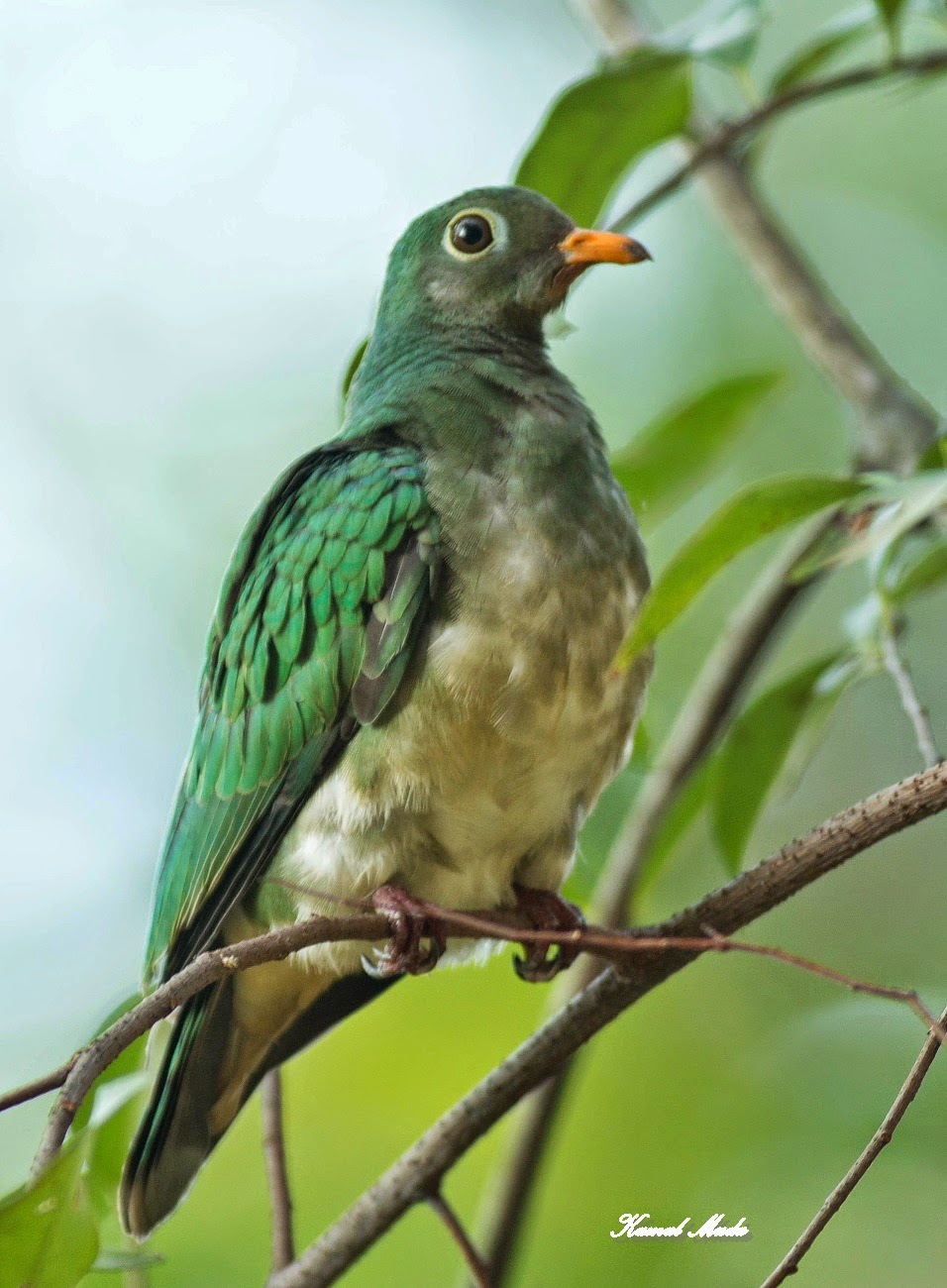 SOUTH EAST ASIA BIRDS - Malaysia birds paradise: Jambu fruit dove ...