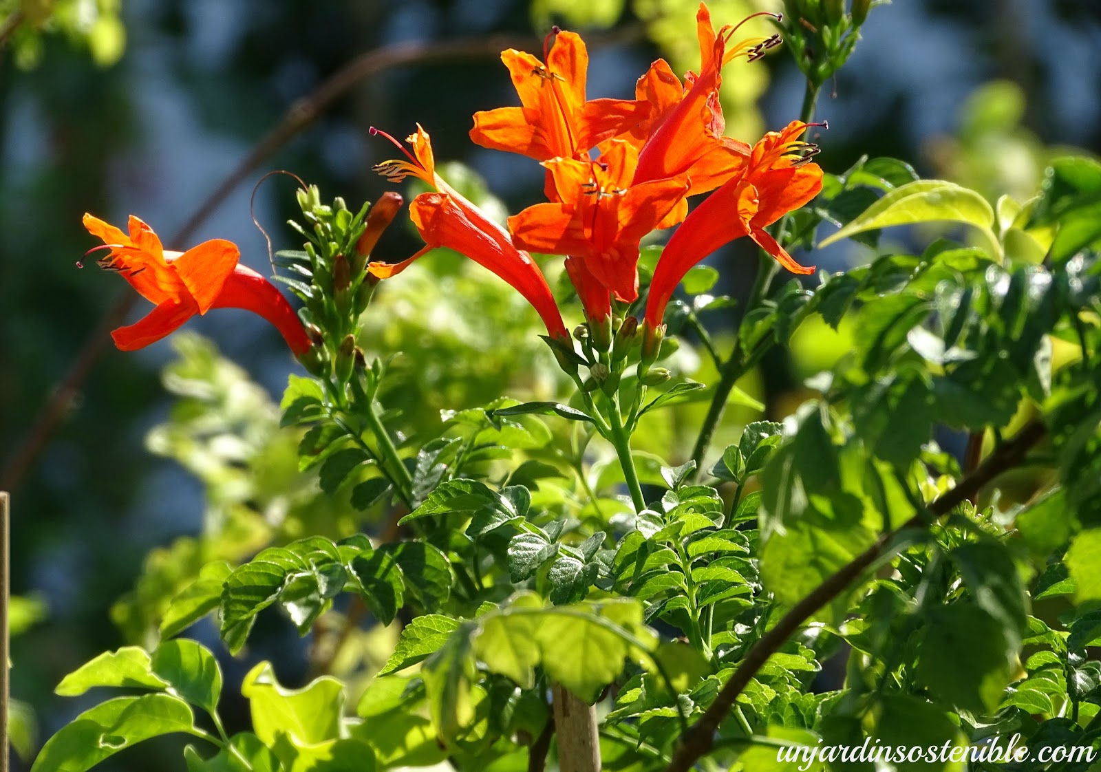 Tecoma capensis (Tecoma, Bignonia roja)
