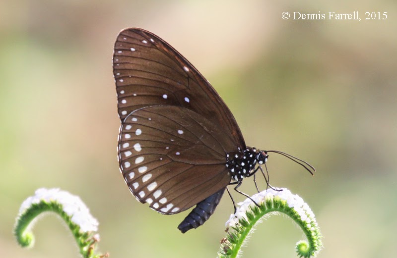 Butterflies of Thailand: 3. The Common Indian Crow (Euploea core godartii)