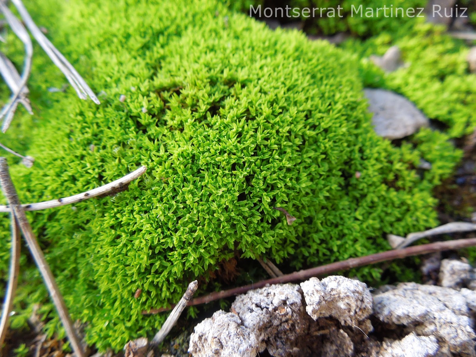 El fascinante mundo de los MUSGOS - BOTÀNIC SERRAT