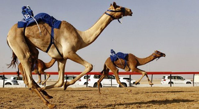 Balapan Hewan Paling Unik Yang Tidak Pernah Dibayangkan - Berita Aneh ...