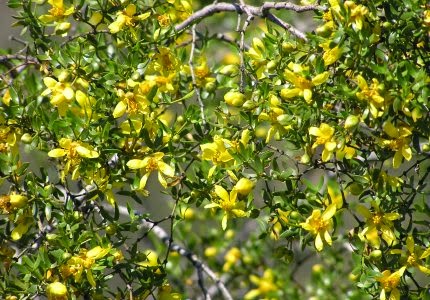 Jarilla: Jarrila en Mendoza